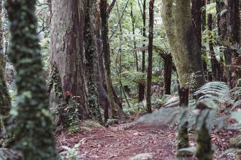 Trail Running and Camping: The Perfect Pair for a Healthy and Active ...